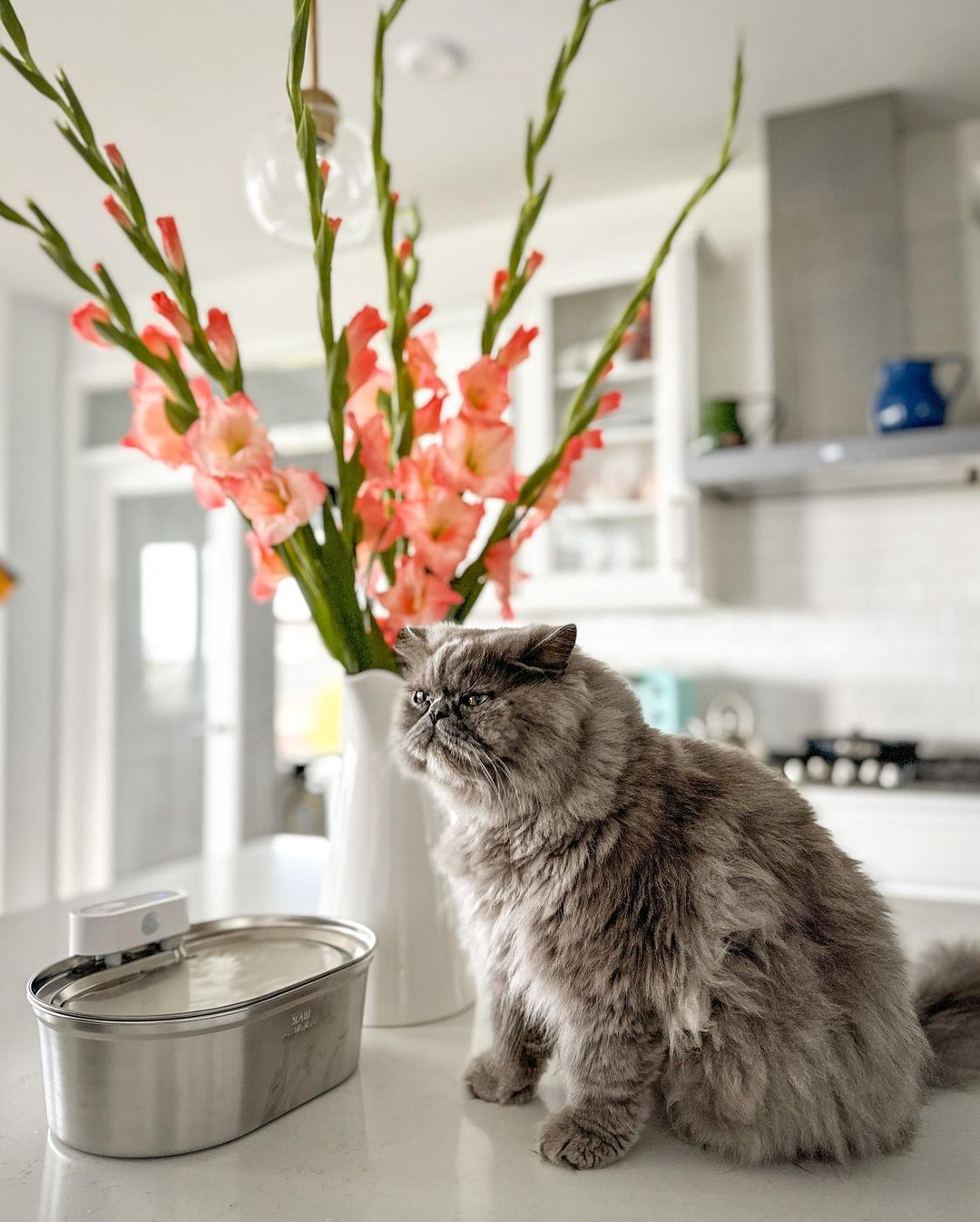 Can Cats Find Their Way Home? The Science Behind Feline Navigation