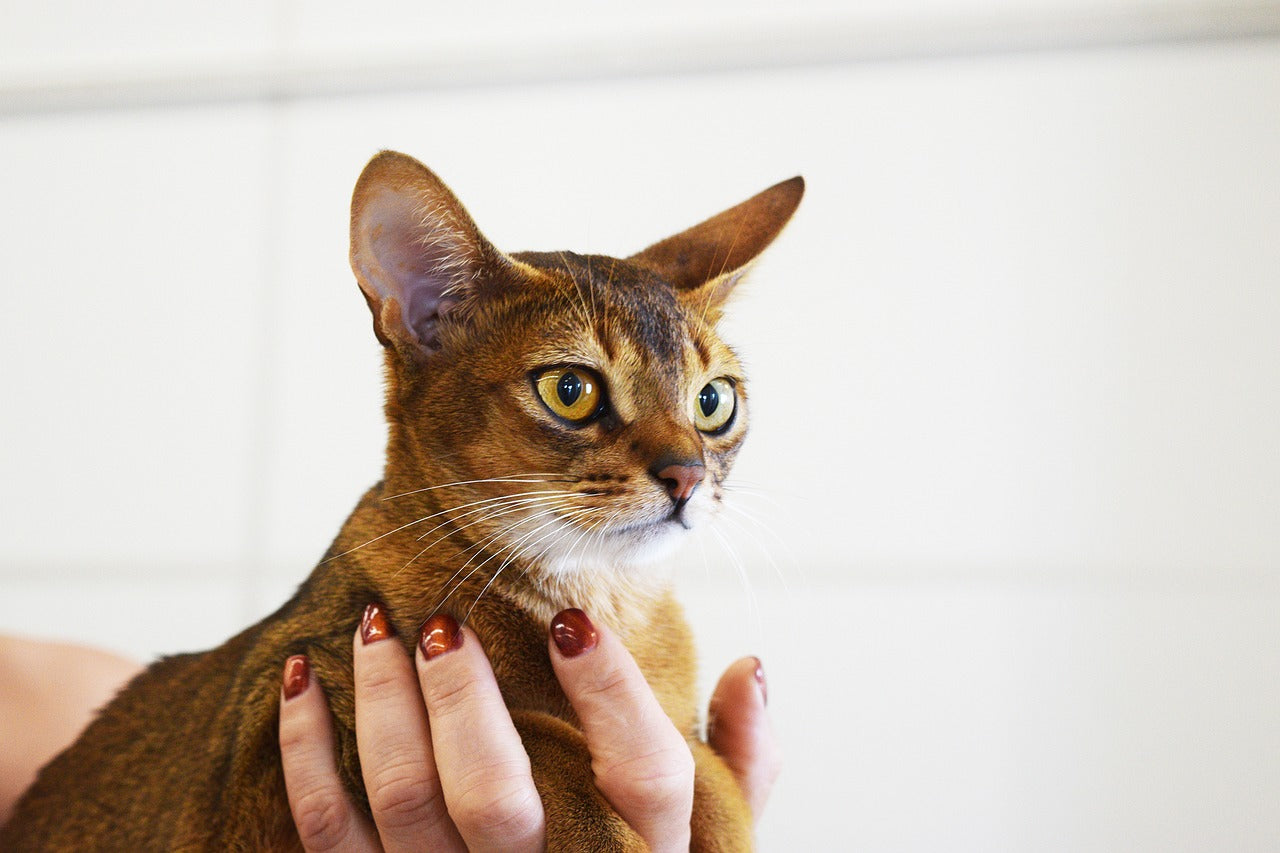 Why Did My Cat Pee on Me? Understanding the Reasons