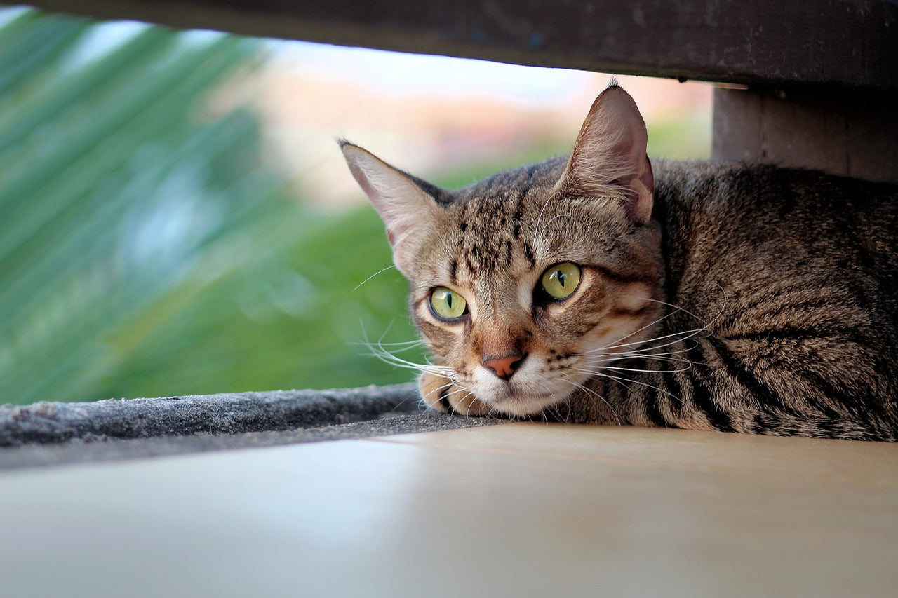 How to Prevent Your Cat from Spilling Water Out of Their Bowl