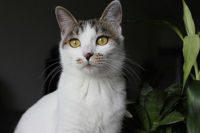 Uahpet Retractable Cat Wand Toy with 4 Piece Teasers Guide