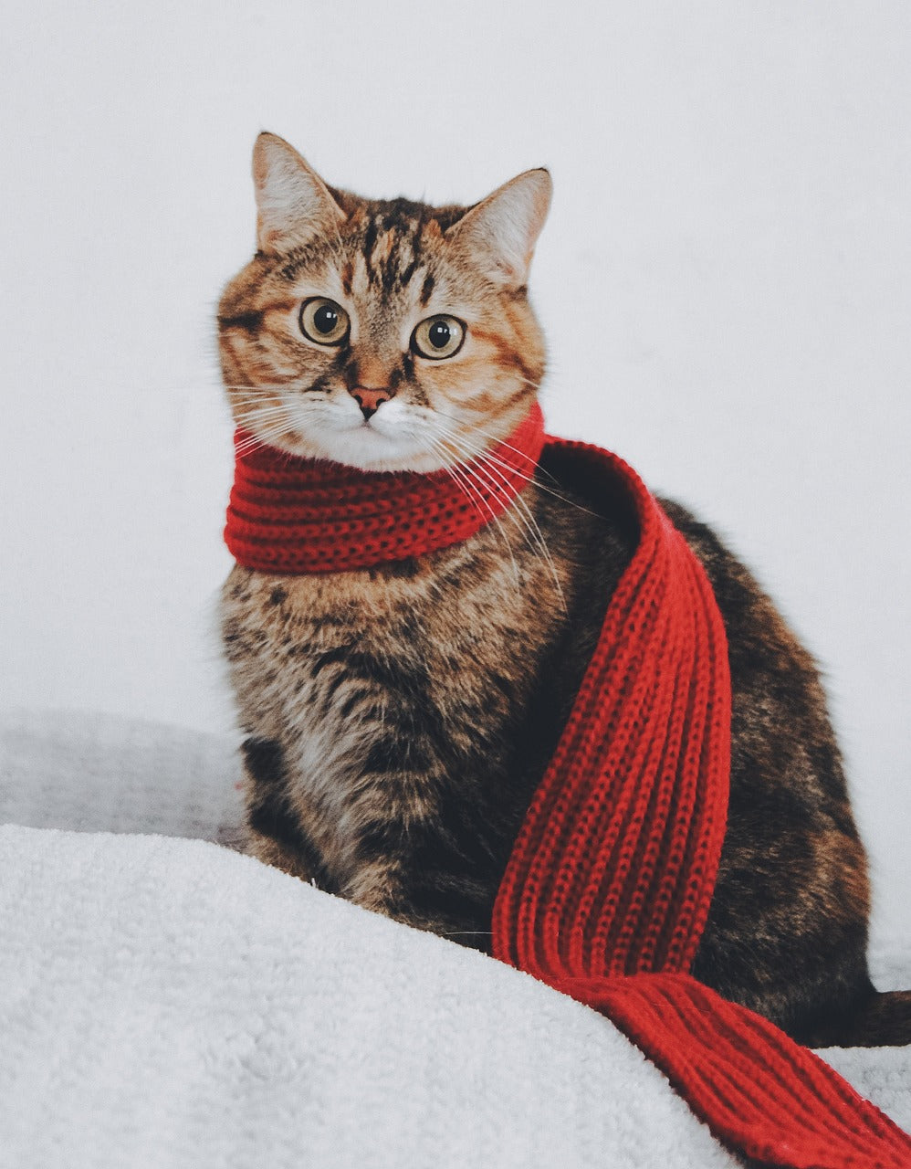 National Tabby Cat Day: Celebrating the Beloved Feline Breed