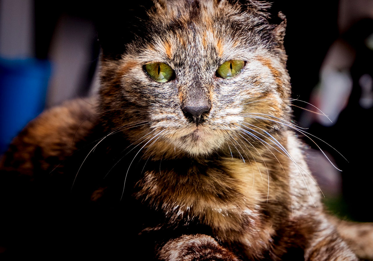 Tortoiseshell Cat: Characteristics and Care Tips
