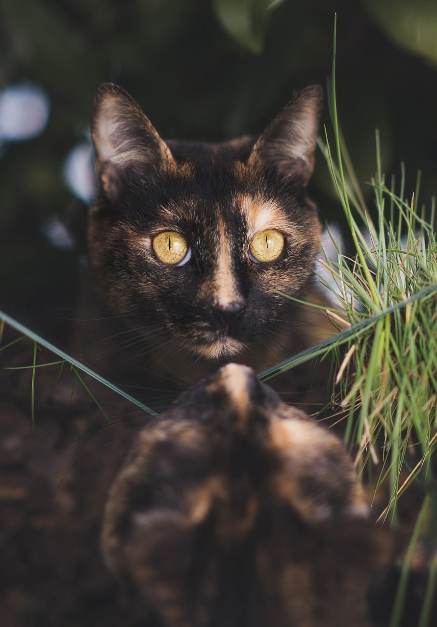 Tortoiseshell Cat Names: Ideas and Inspiration for Naming