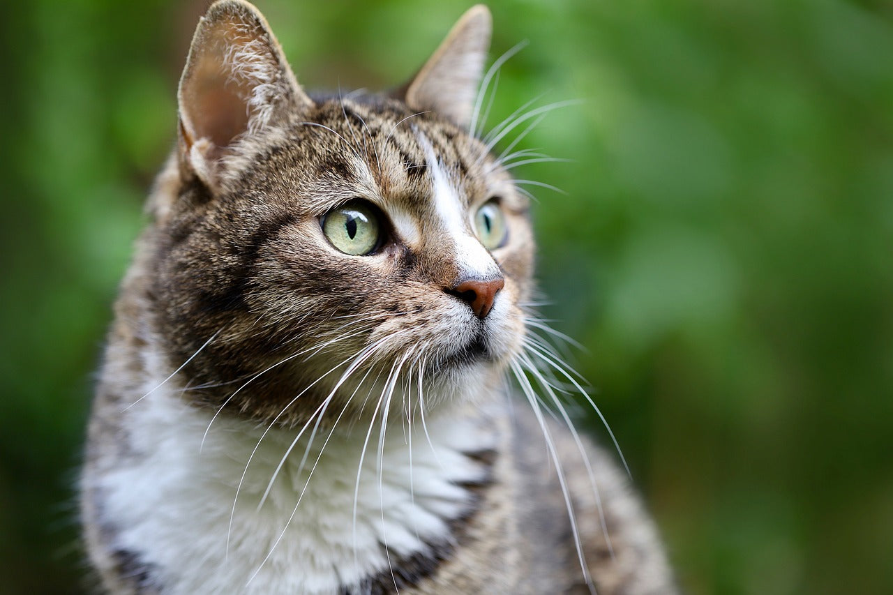 Cat Water Fountain: A Guide to Choosing the Best One