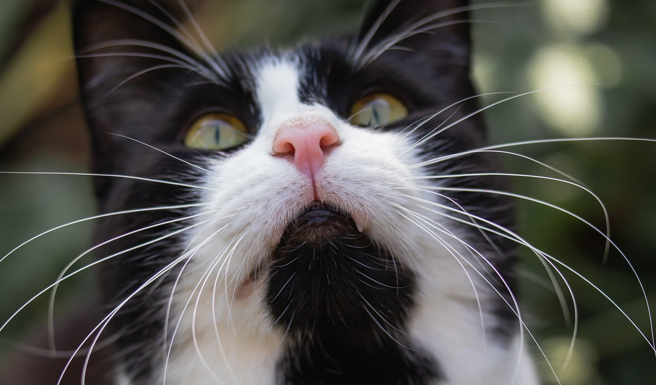 Cat Attacks Dog: Understanding the Causes and Prevention Measures
