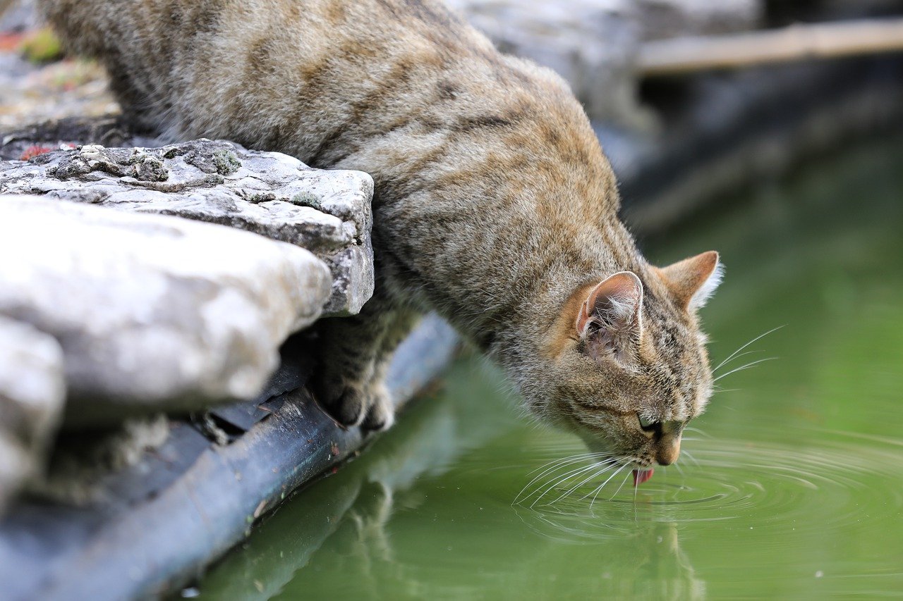 How to Choose A Cat Fountain Size: A Clear Guide