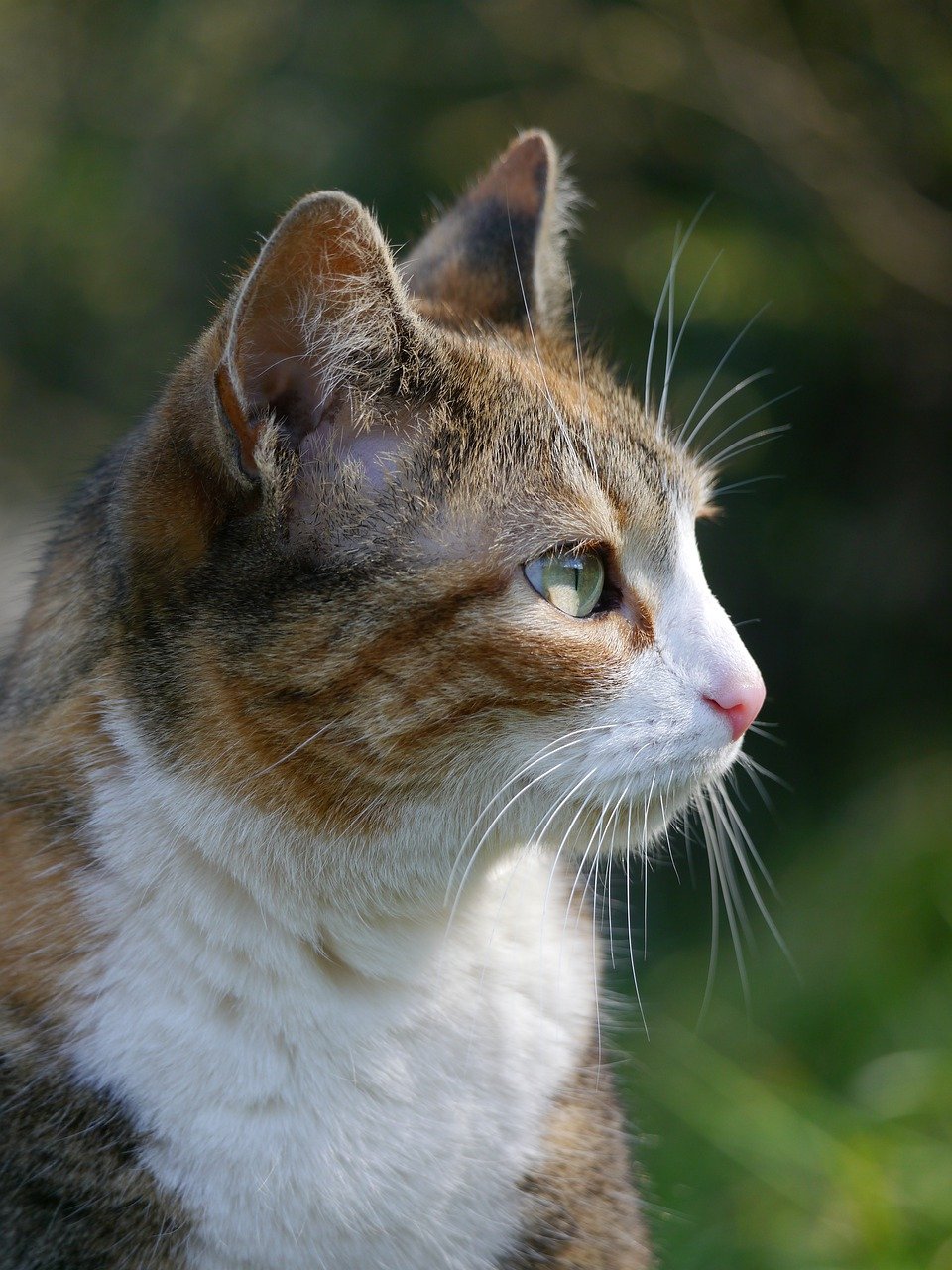 Calico vs Tortie: What's the Difference?