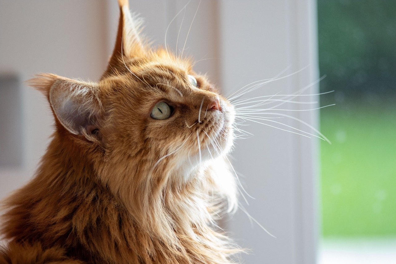 Why Do Cats Knock Things Over: Understanding Common Behavior