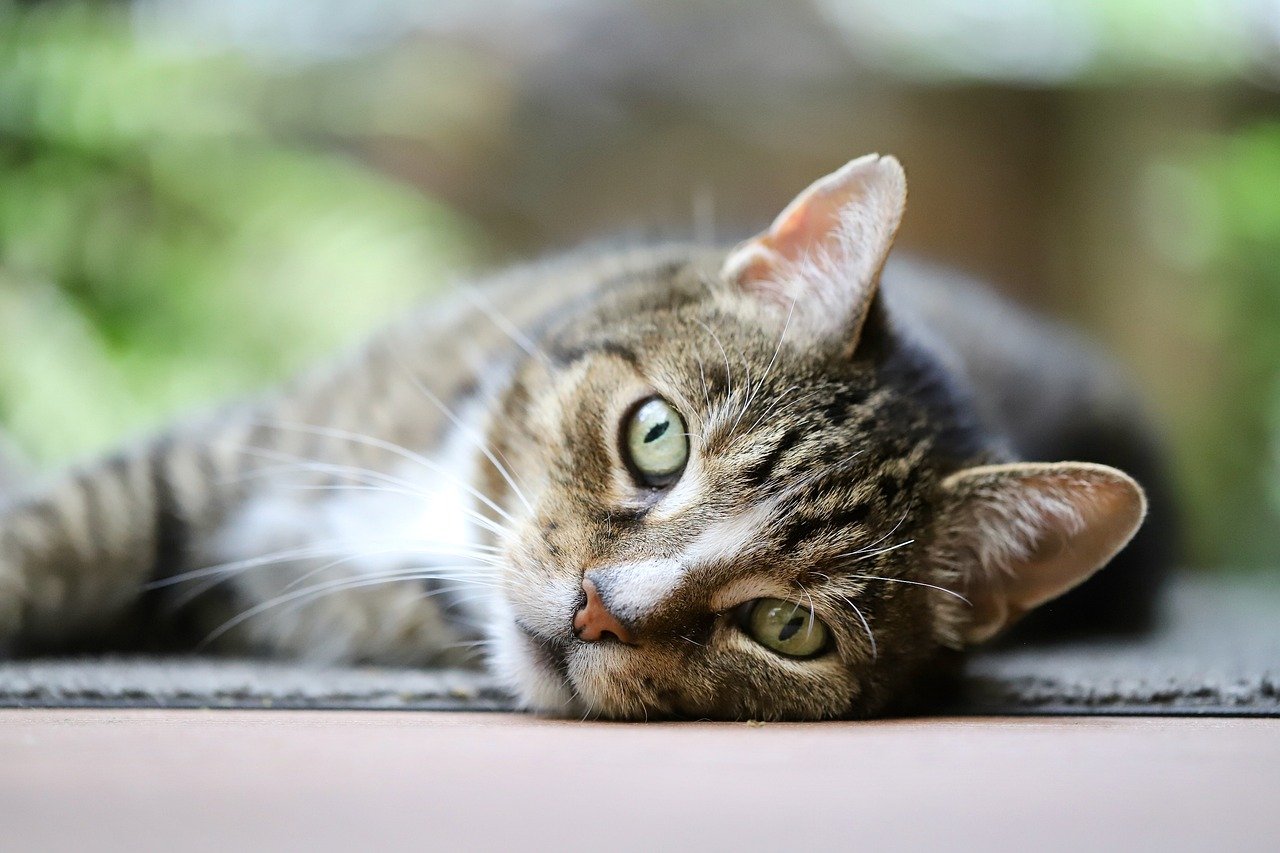 Catnip Water: A Natural and Safe Way to Keep Cat Hydrated