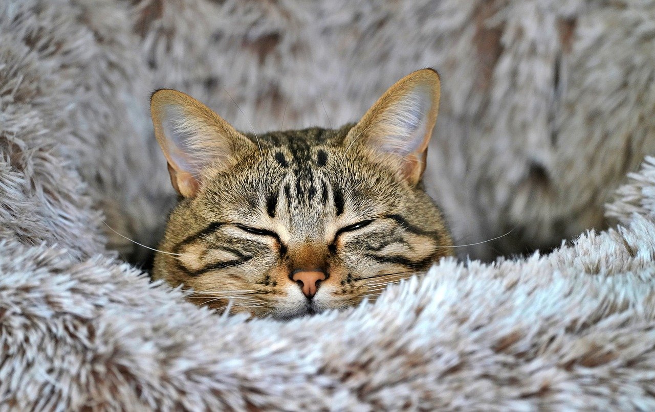 Why Does My Cat Bite Me Gently: Understanding Feline