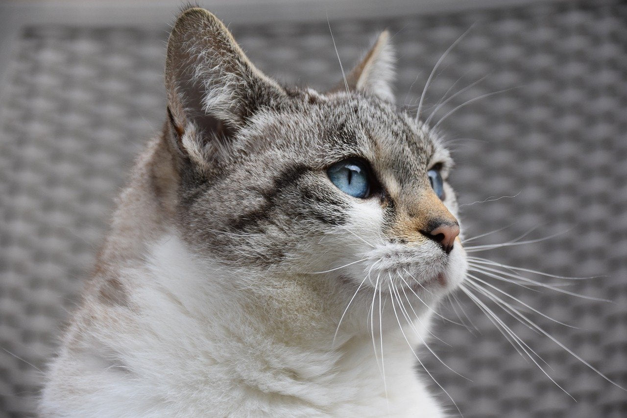 Buying a Cat Water Fountain: What You Need to Know