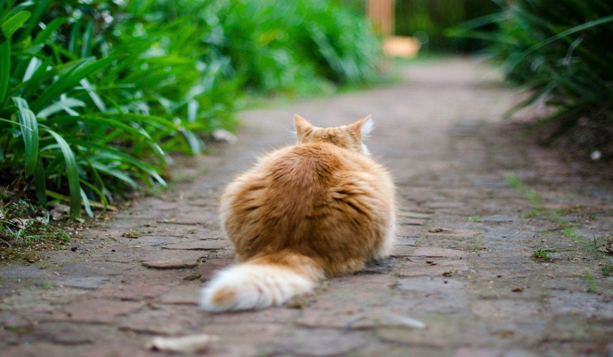 Cat Trees: Types and DIY Steps