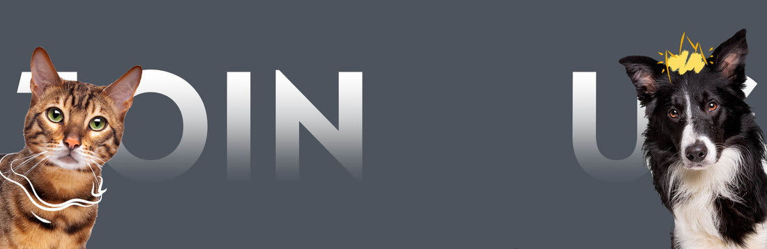 Why Will a Cat Pee Outside the Litter Box: Causes and Solutions