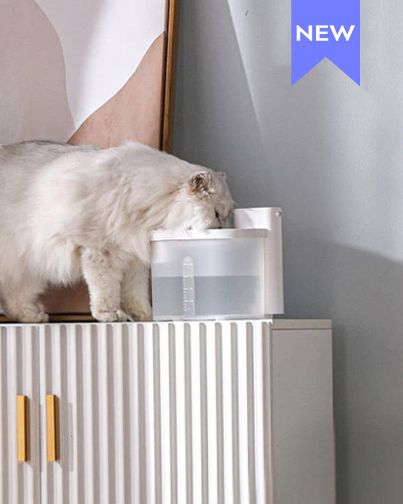 How to Prevent Your Cat from Knocking Over Its Water Fountain