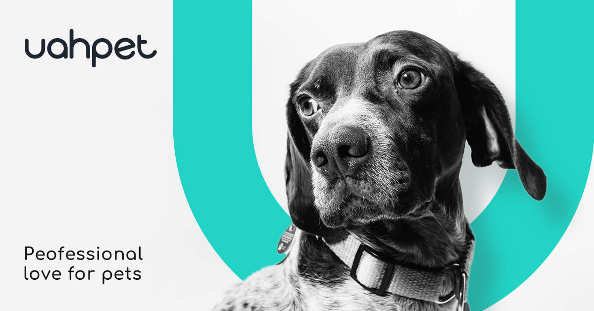 High Quality Pets Cat Toy: Essential for Feline Fun and Health